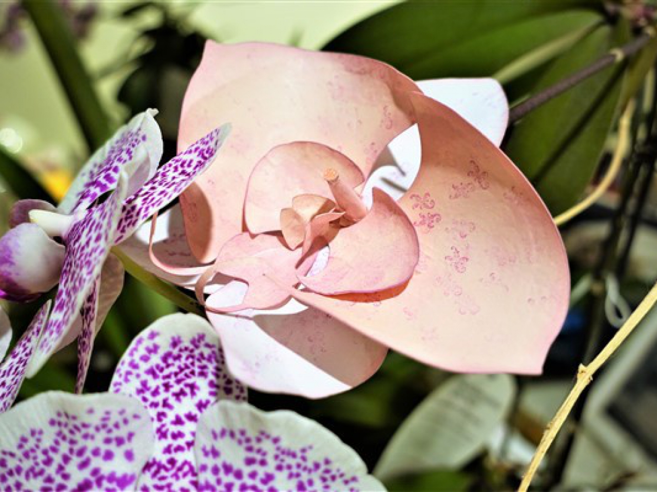 3D Orchid Flower Template - Darina's Crafts