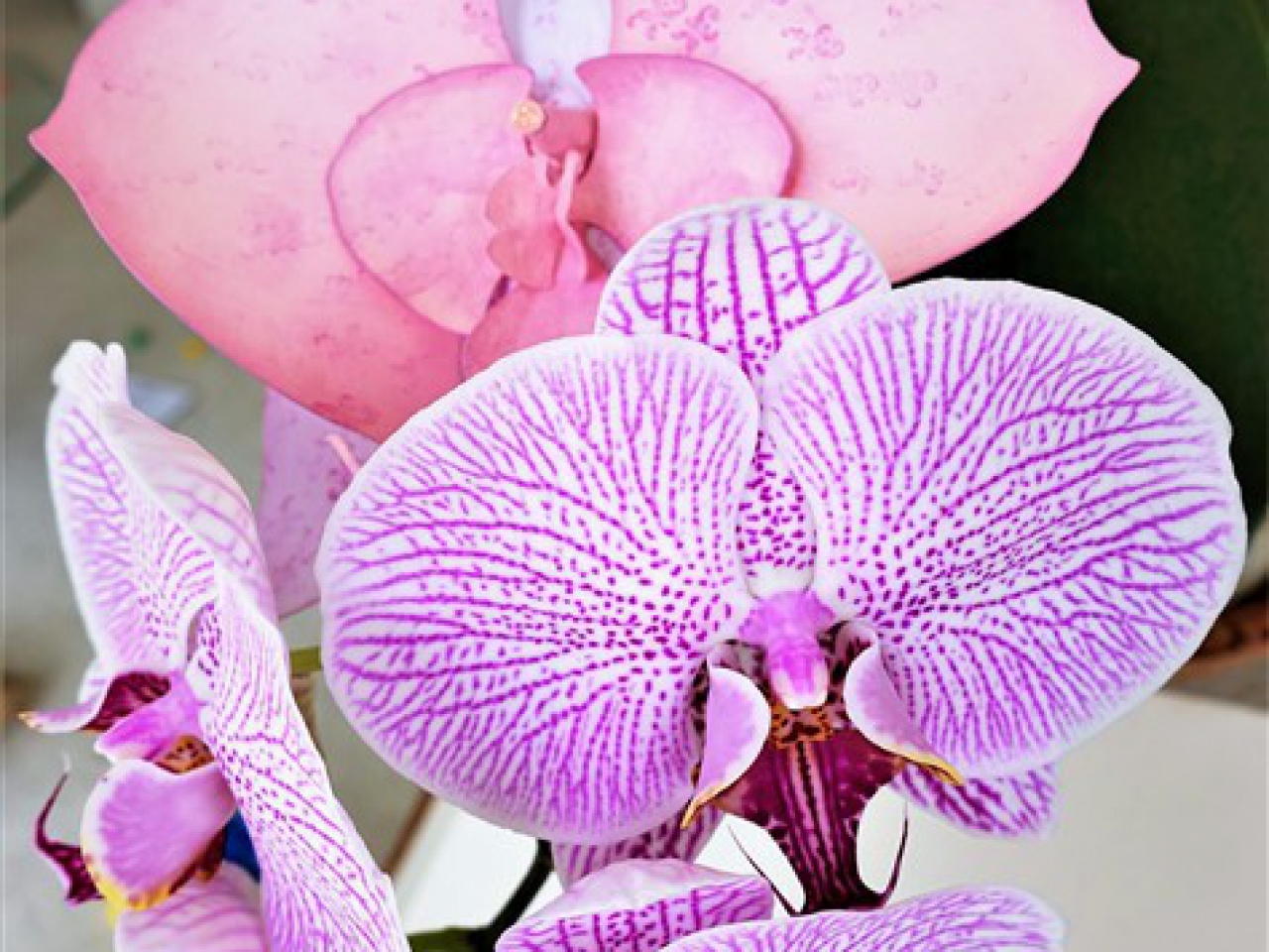 3D Orchid Flower Template - Darina's Crafts